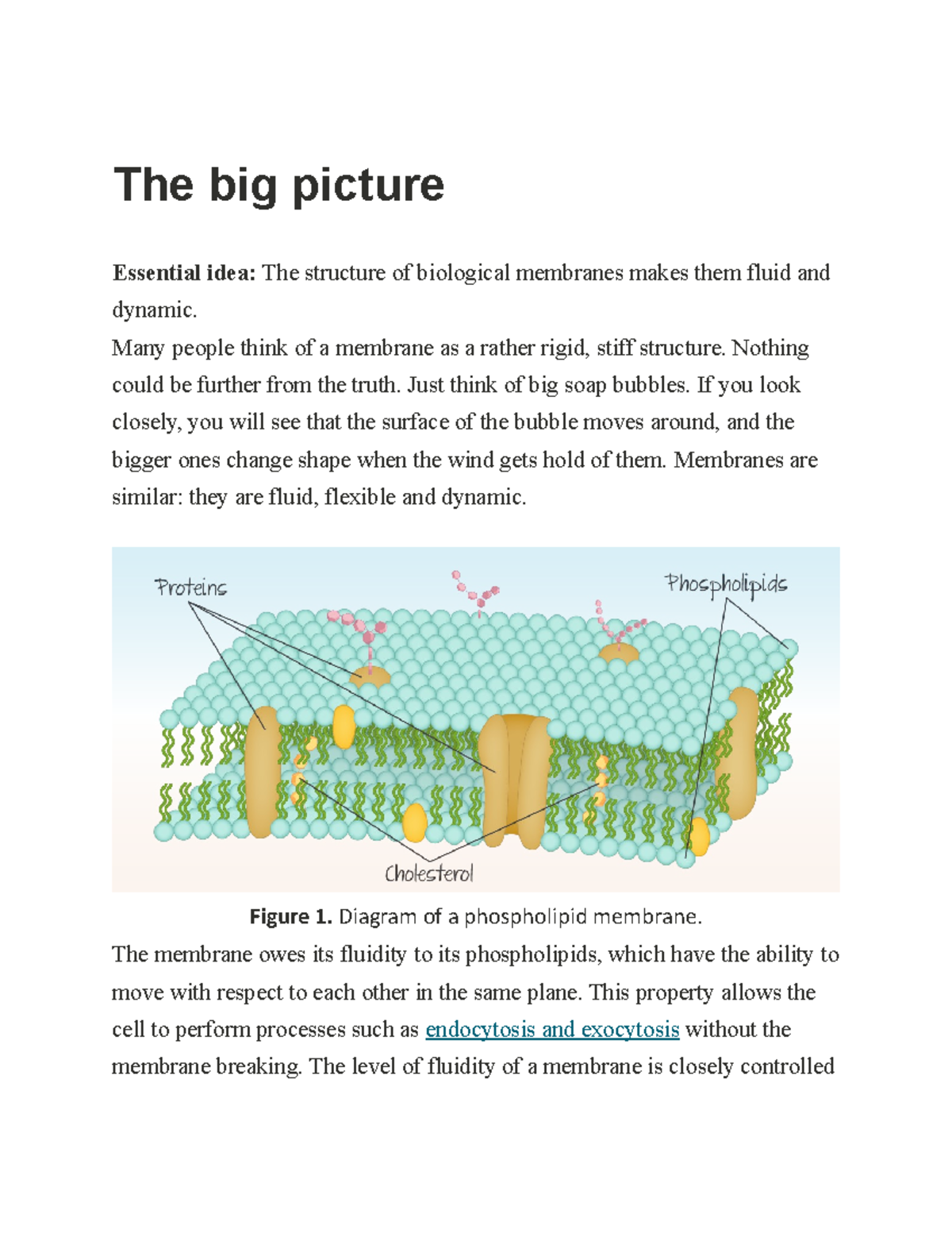 1.3 - Membrane structure - The big picture Essential idea: The ...