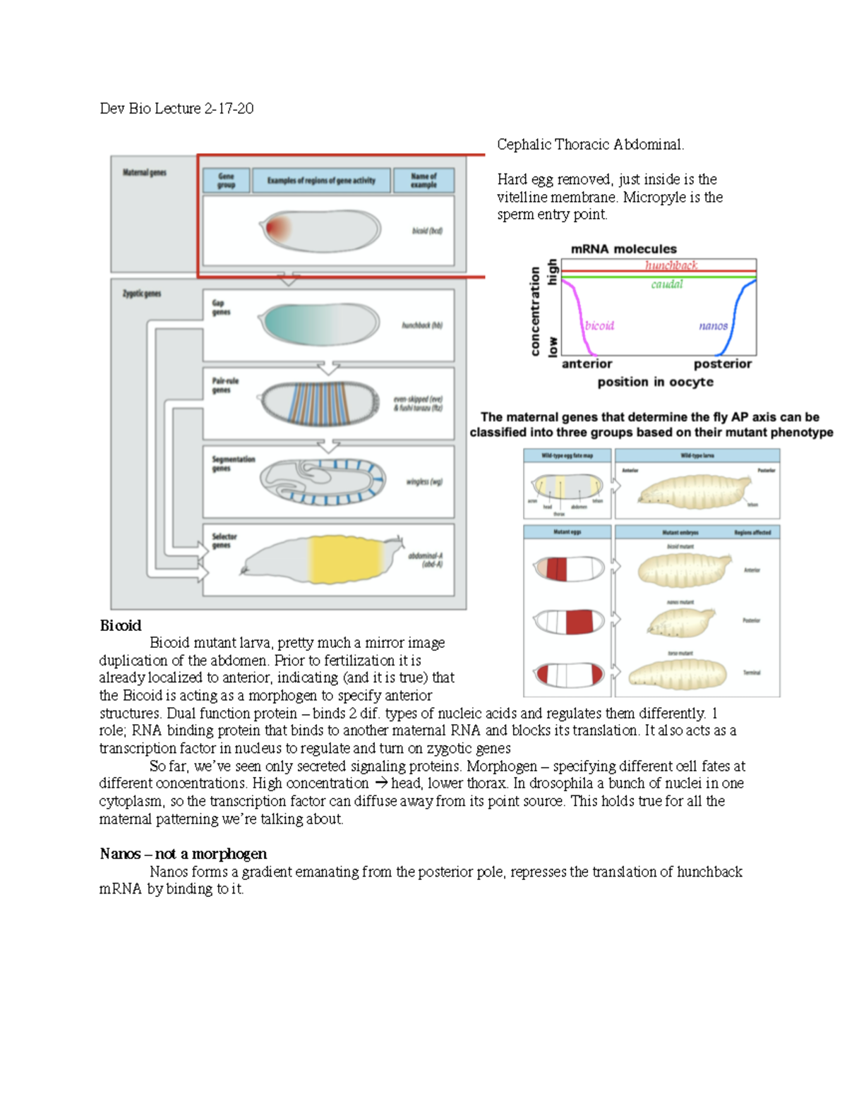 Dev Bio Lecture 2-17-20 - Dev Bio Lecture 2-17- Cephalic Thoracic ...