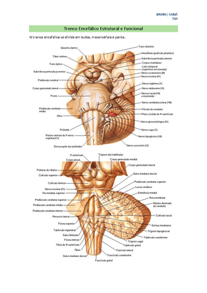 Sistema Respiratório DOS Felinos - Curiosidades do sistema respiratório ...