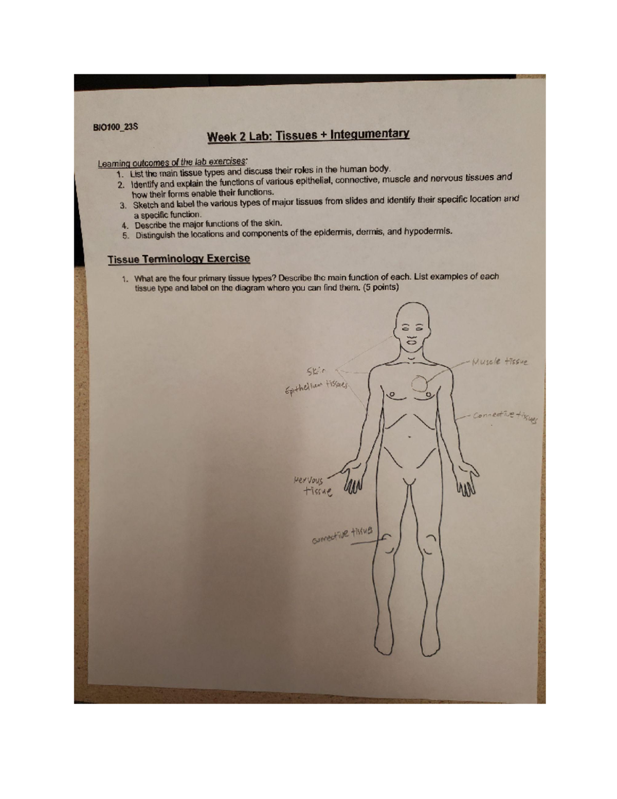 Bio101Lab Discussion W 2 - 1. What are the four primary tissue types? Describe the main function ...