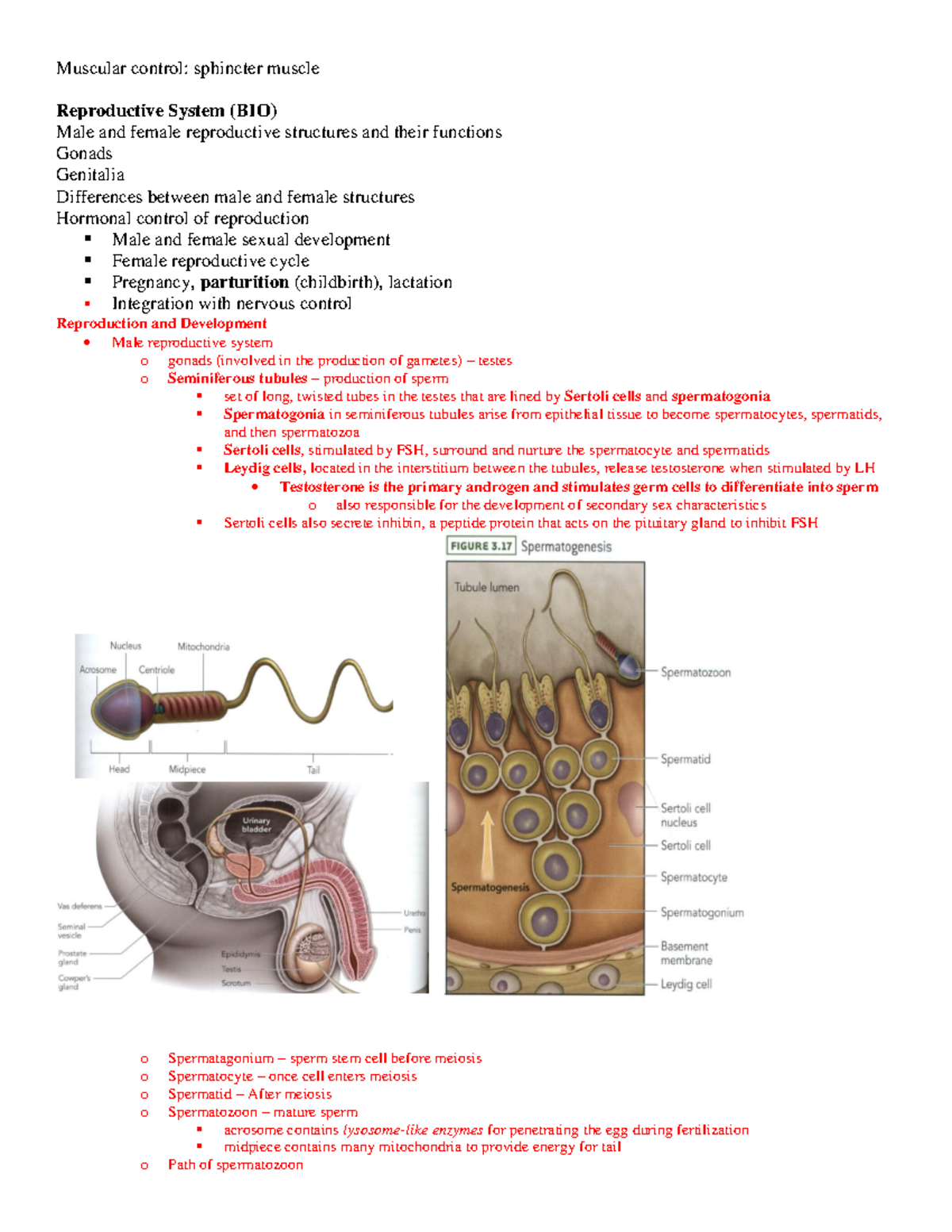 Lecture notes detailed content (1) 29-29 - Muscular control: sphincter ...