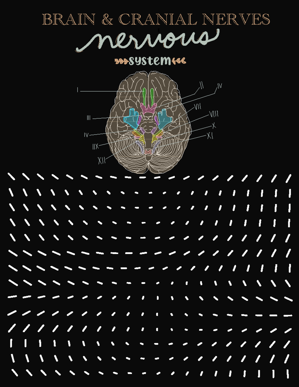 Chapter 13: Nervous System: Brain & Cranial Nerves - BRAIN & CRANIAL NERVES System nervous I 888 ...