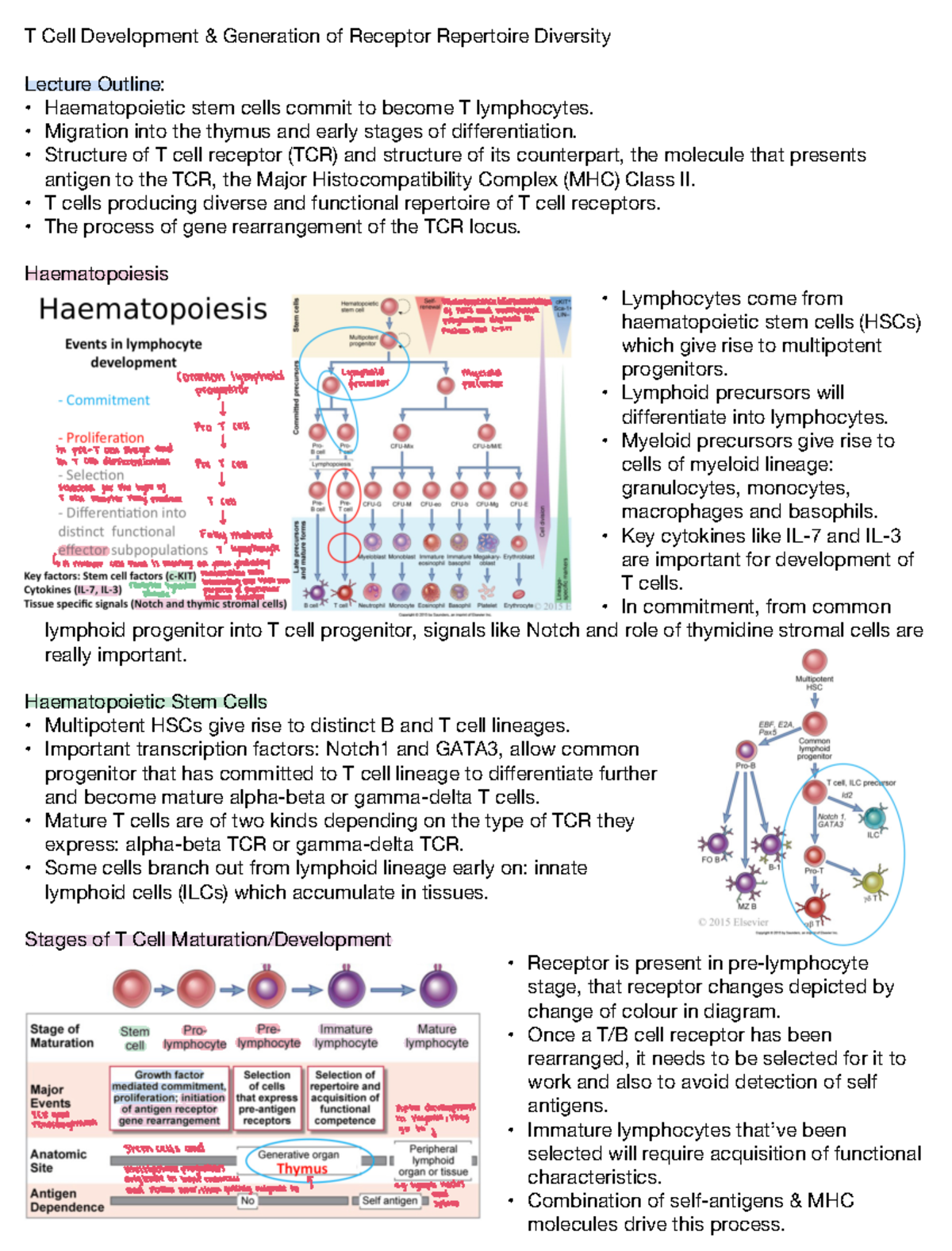 T Cells I - T Cell Development & Generation of Receptor Repertoire ...