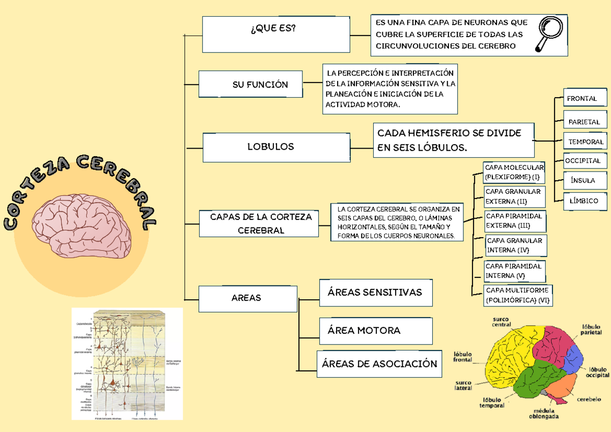 Corteza Cerebral - CADA HEMISFERIO SE DIVIDE EN SEIS LÓBULOS. LA ...