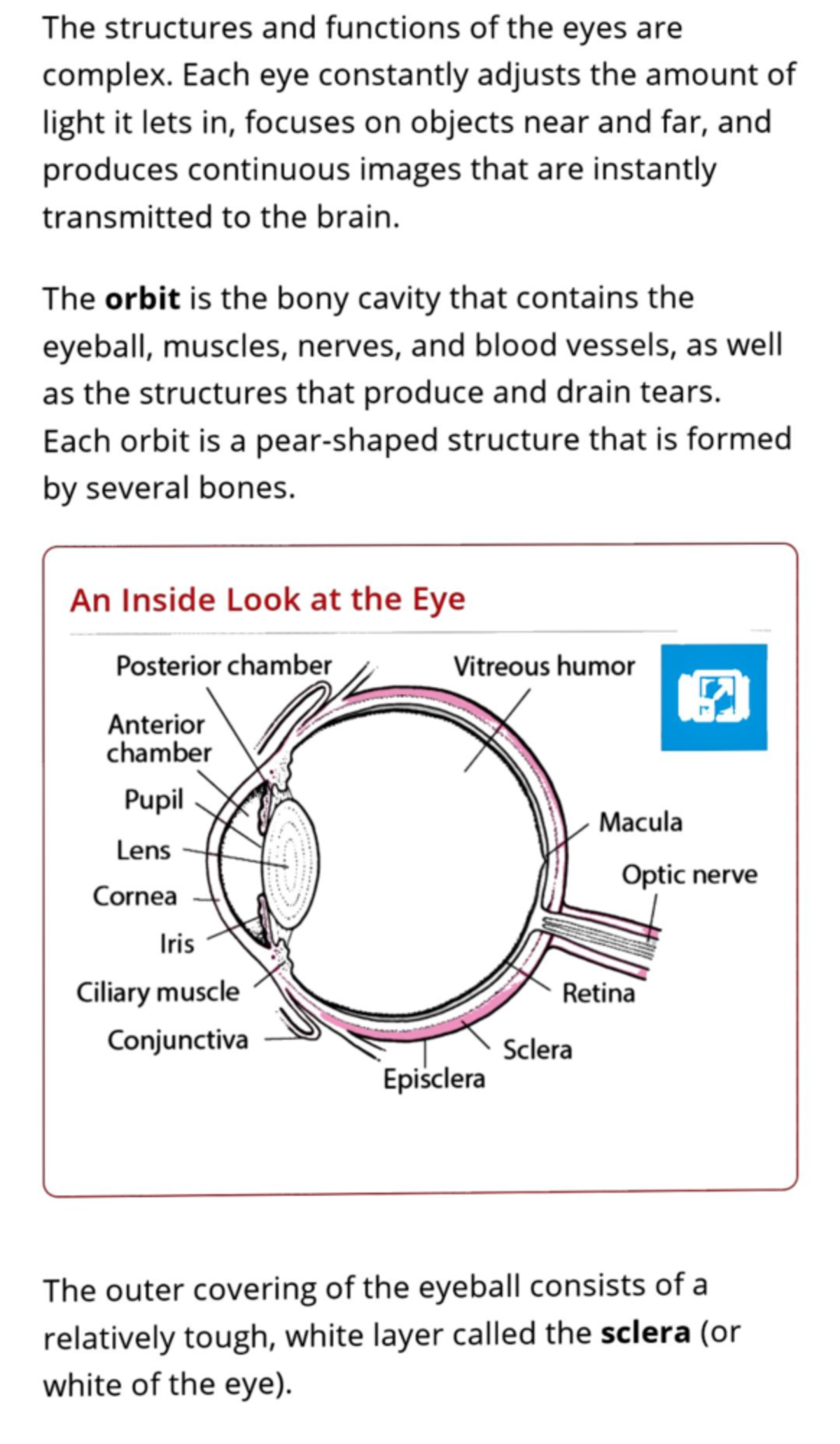 About eye 2 - Biology - The structures and functions ofthe eyes are ...