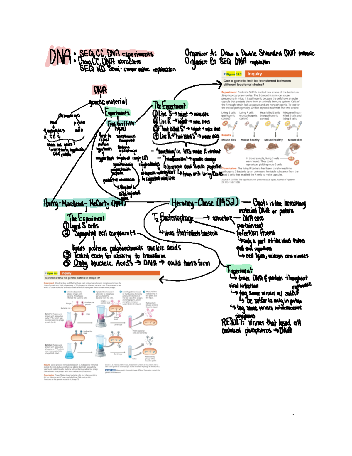 DNA-organizers - Notes/Organizers for DNA for Dr. Keating - 01:119:115 ...