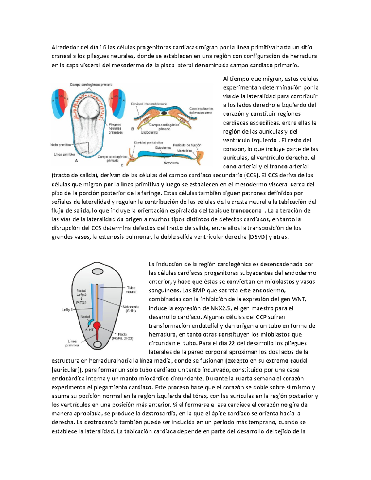 Alrededor del día 16 las células progenitoras cardiacas migran por la ...