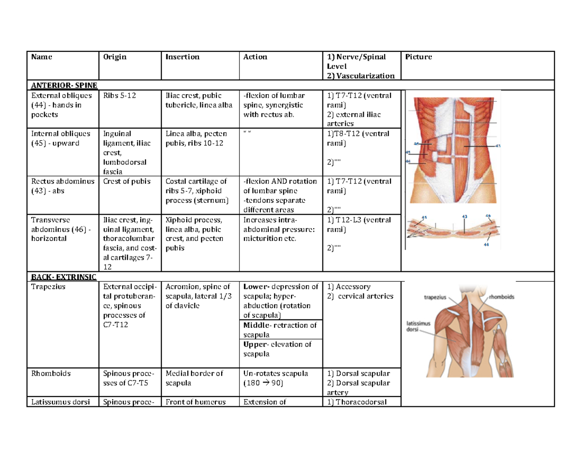 Anatomy- Muscle Summary Chart - **Name Origin Insertion Action 1) Nerve ...