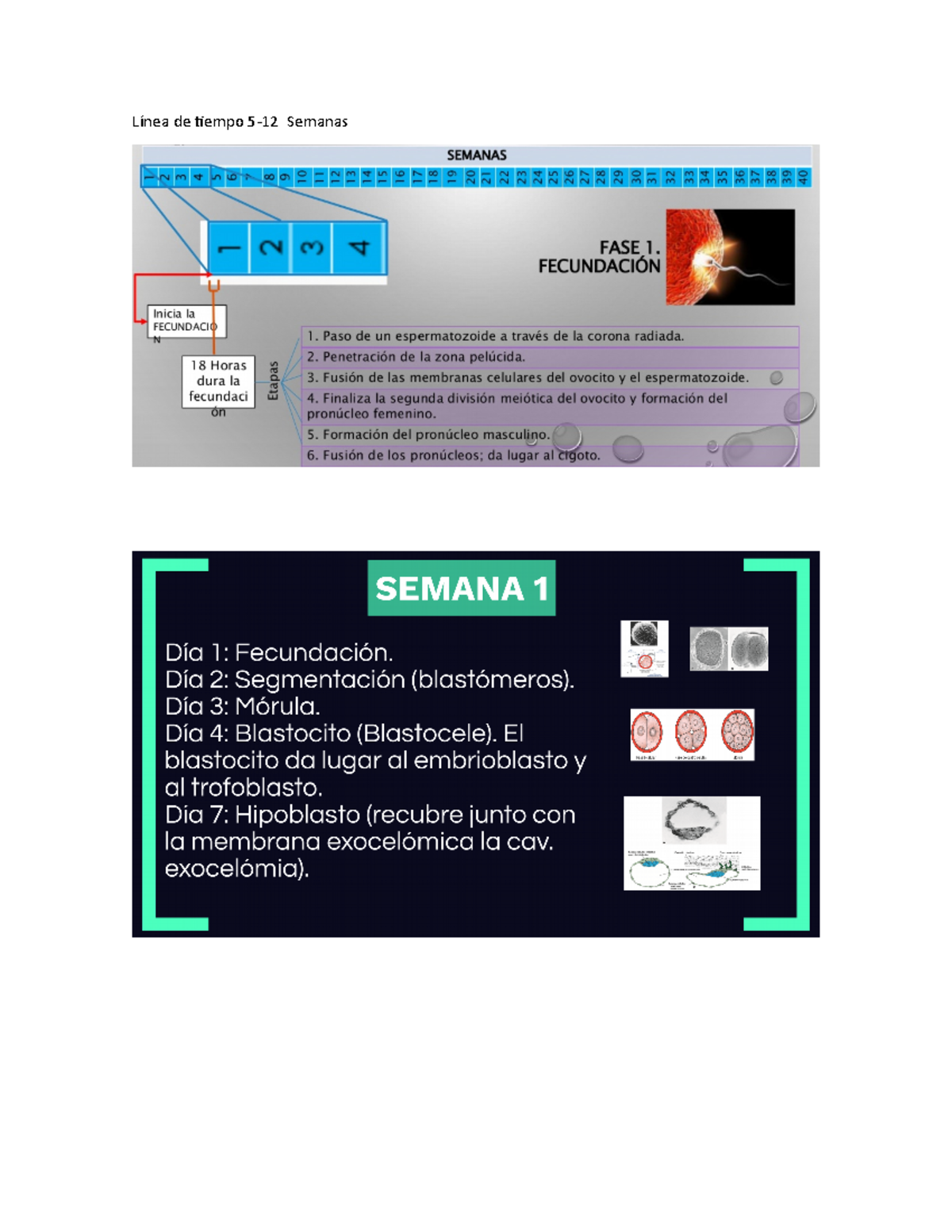 Linea DE Tiempo 5-12SDG - Cirugía (medicina) - Línea de tiempo 5-12 ...