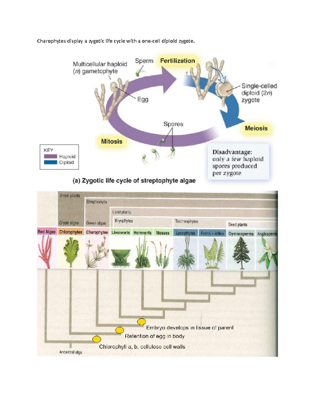 Bio Chp 29 Notes - Good for Bio2 at USF. - Charophytes display a ...