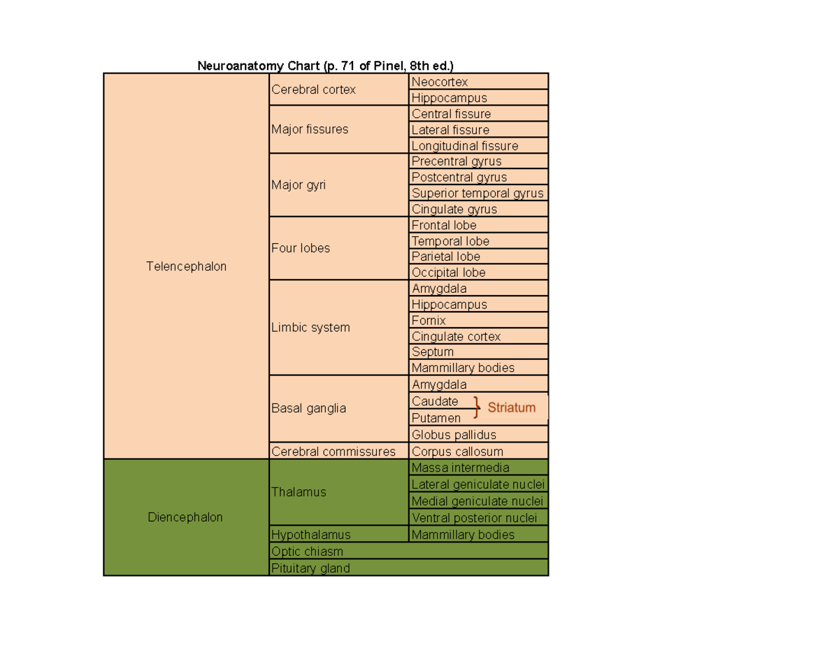 Neuroanatomy chart.xls - Sheet 1 study guide - Neuroanatomy Chart (p ...