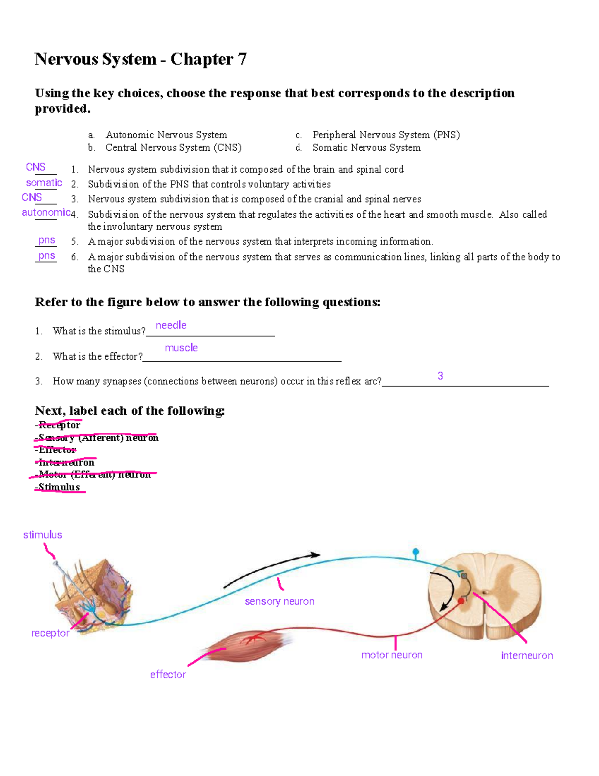 Nervous System Worksheet - Chapter 7 Study Guide - Nervous System ...