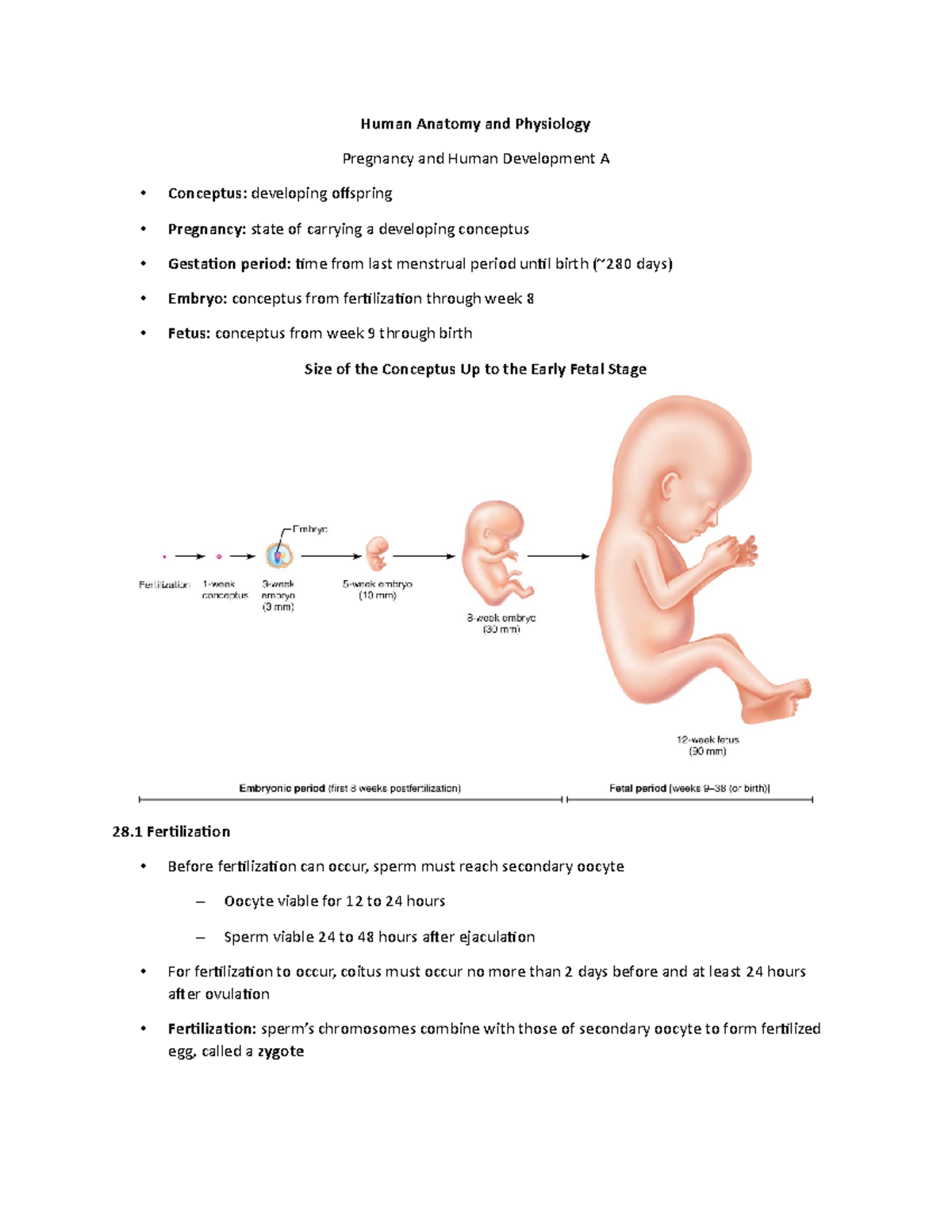 Pregnancy and Human Development A - Human Anatomy and Physiology ...
