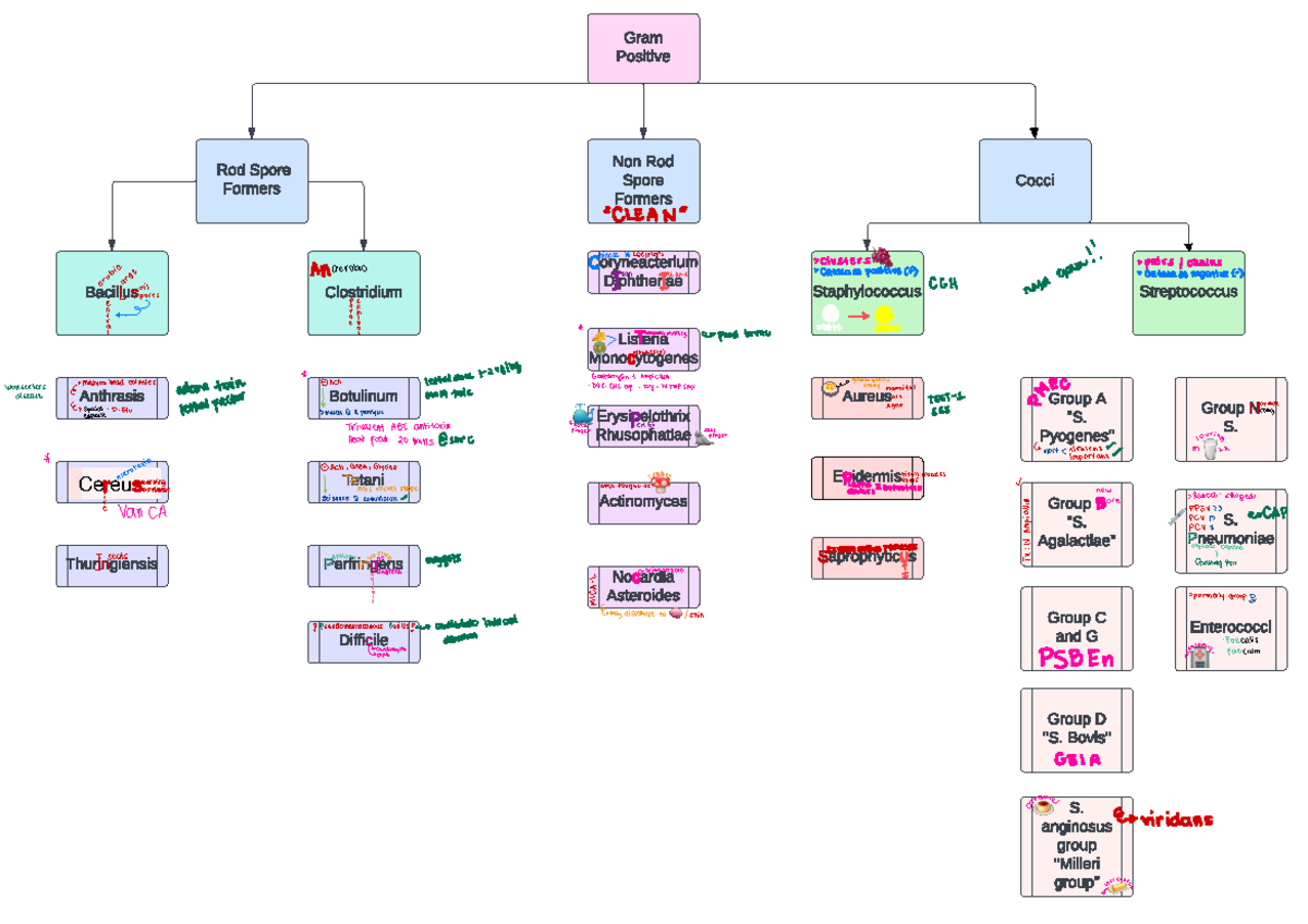 Gram Positive - Notes - Gram Positive Rod Spore Formers Non Rod Spore ...