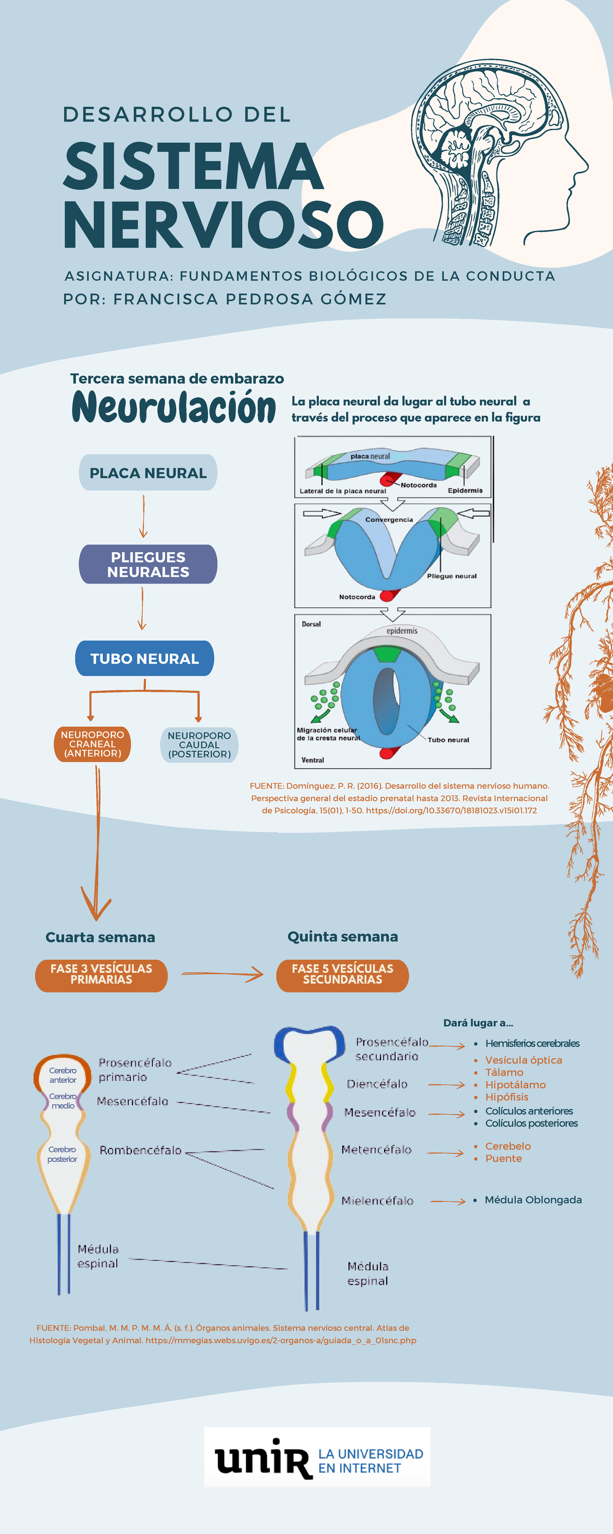 Infografia desarrollo sistema nervioso - TUBO NEURAL PLIEGUES NEURALES ...