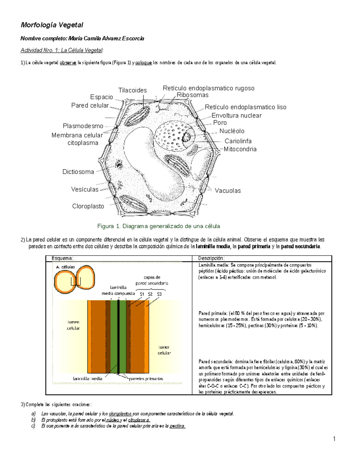 Actividad No. 1 - partes de tejido vegetal - Morfología Vegetal 1 ...