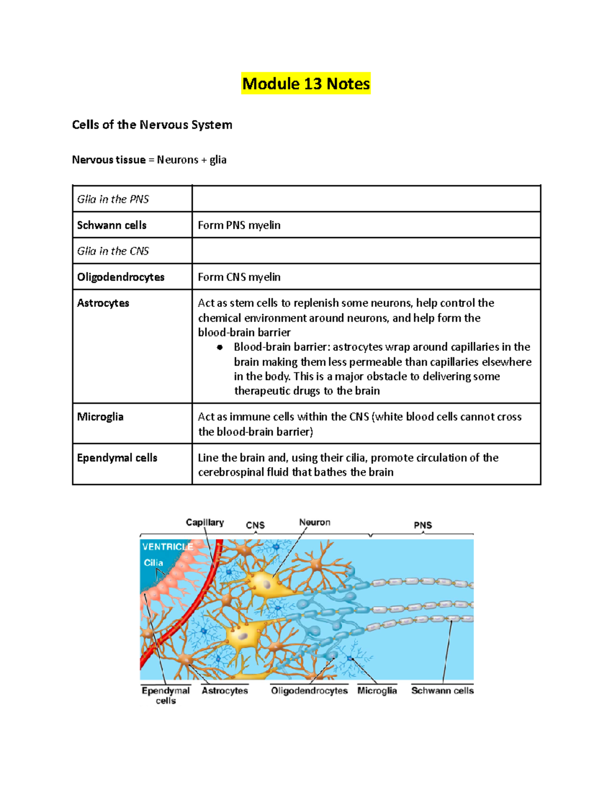 Module 13 Notes - Module 13 Notes Cells of the Nervous System Nervous ...