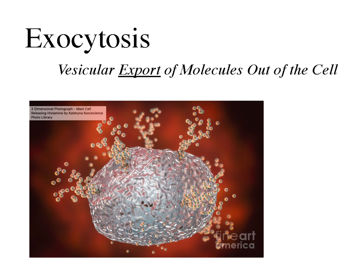 Exocytosis - Exocytosis Vesicular Export of Molecules Out of the Cell ...