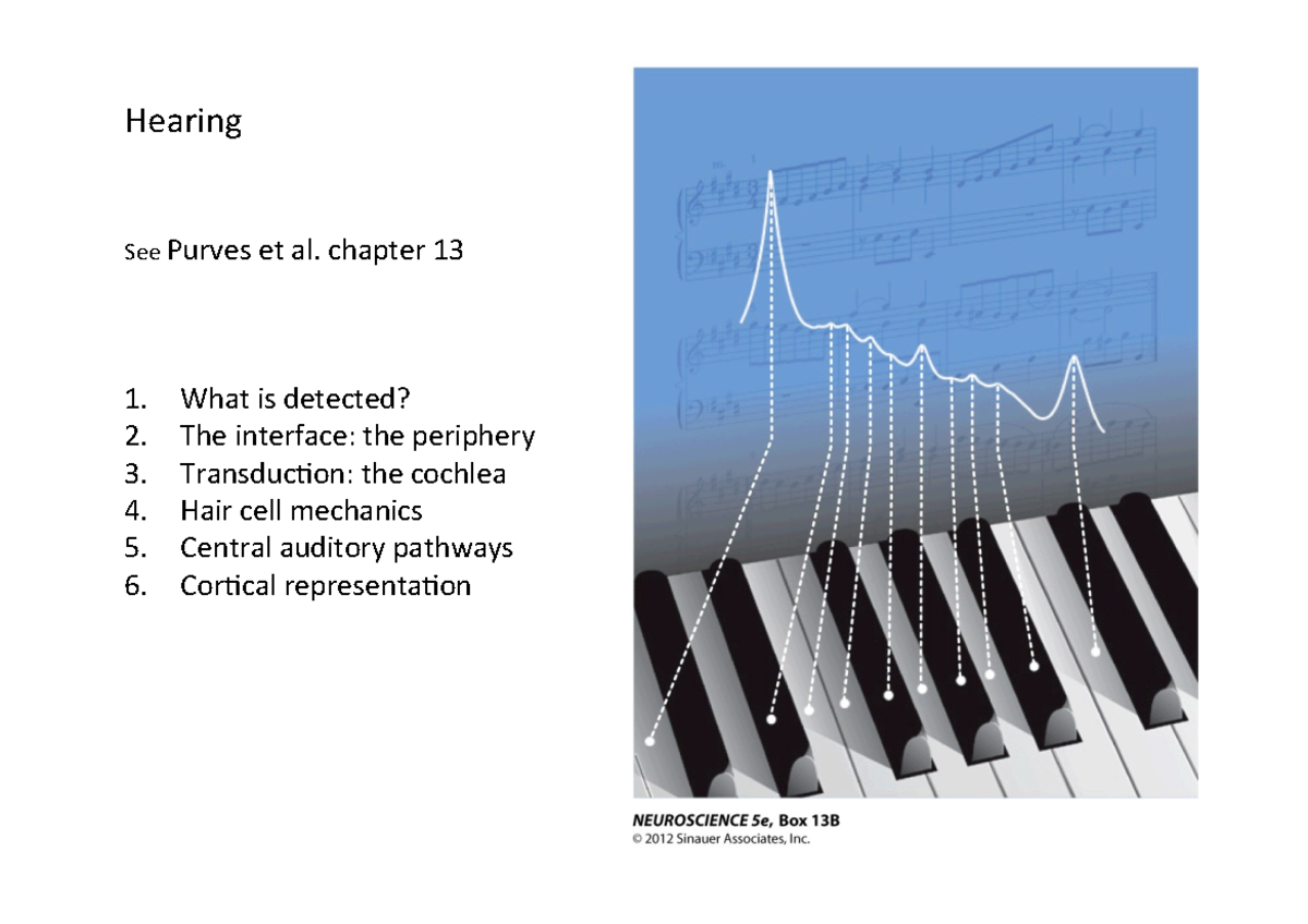 Lecture notes, lecture 9 - Hearing - Hearing See Purves et al. chapter ...