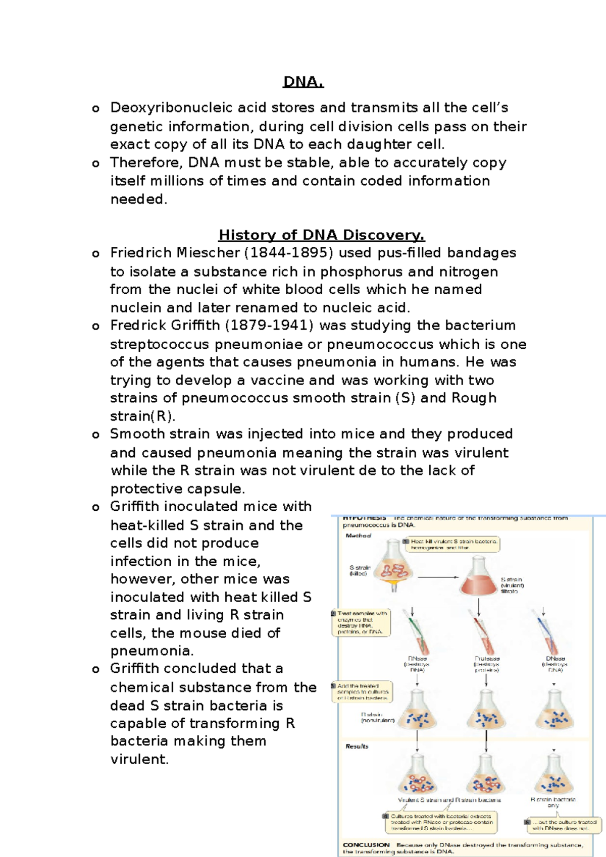 Revision Guide - DNA. o Deoxyribonucleic acid stores and transmits all ...