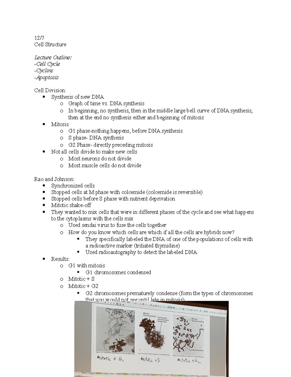 127 Lecture Notes From Textbook And Lecture Cell Structure Lecture Outline Cycle Cell