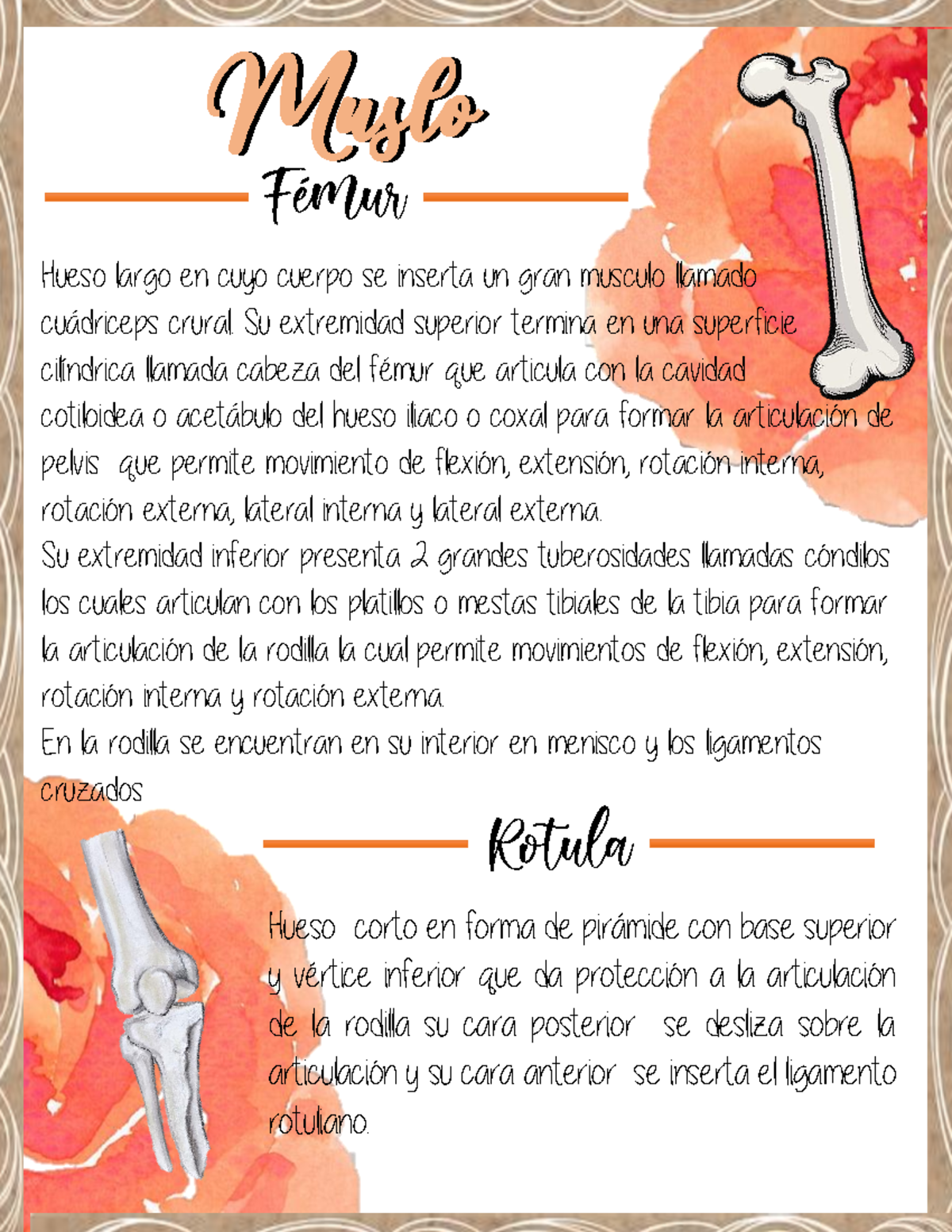 Muslo - Información sobre huesos. - Warning: TT: undefined function: 32 ...