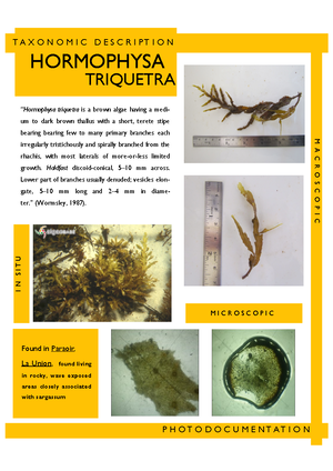 Hormophysa - Enteromorpha - TA X O N O M I C D E S C R I PT I O N ...