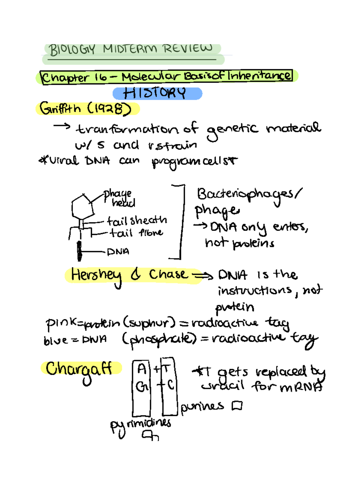 Chapter 16 - Intro to bio - Chapter 16 Molecular Basis of Inheritance ...