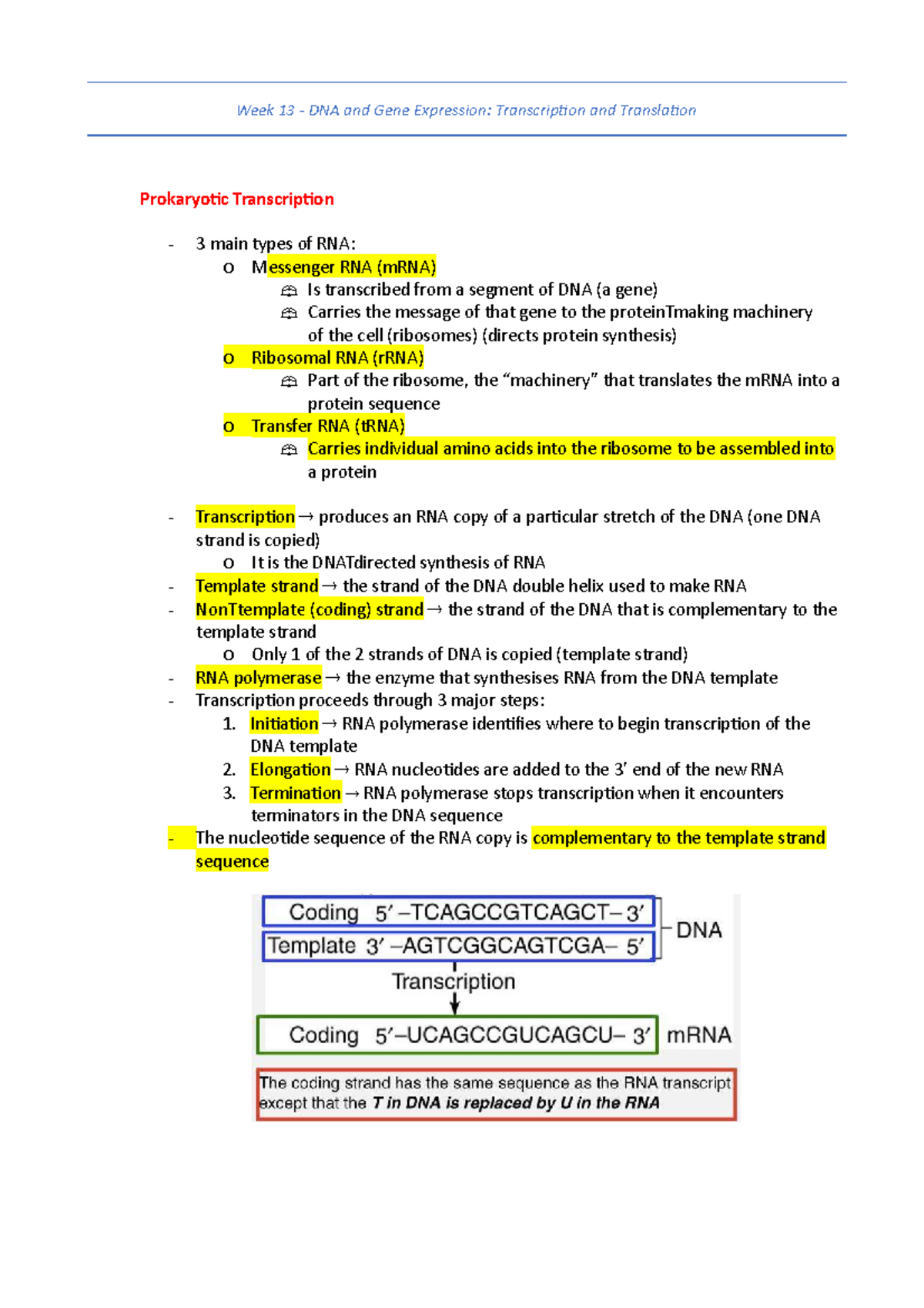 Week 13-14 - Lecture notes 13-14 - Week 13 - DNA and Gene Expression ...