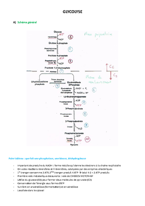 Neoglucogenese - Notes de cours 1 - NEOGLUCOGENESE A)Schéma général ...