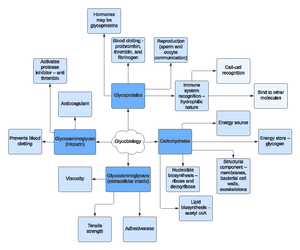 Types of signalling mindmap - Types of Signalling Autocrine Paracrine Synaptic Endocrine ...