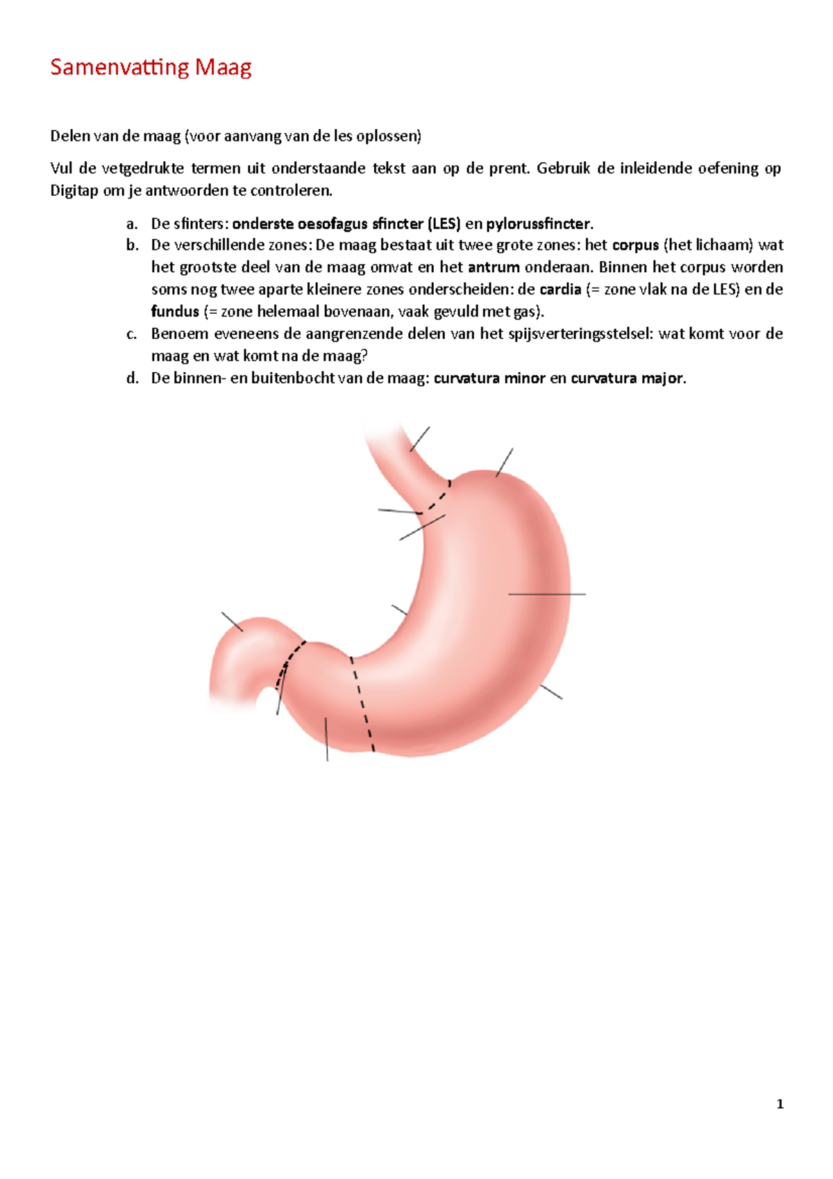 LES MAAG samenvatting - Samenvatting Maag Delen van de maag (voor ...