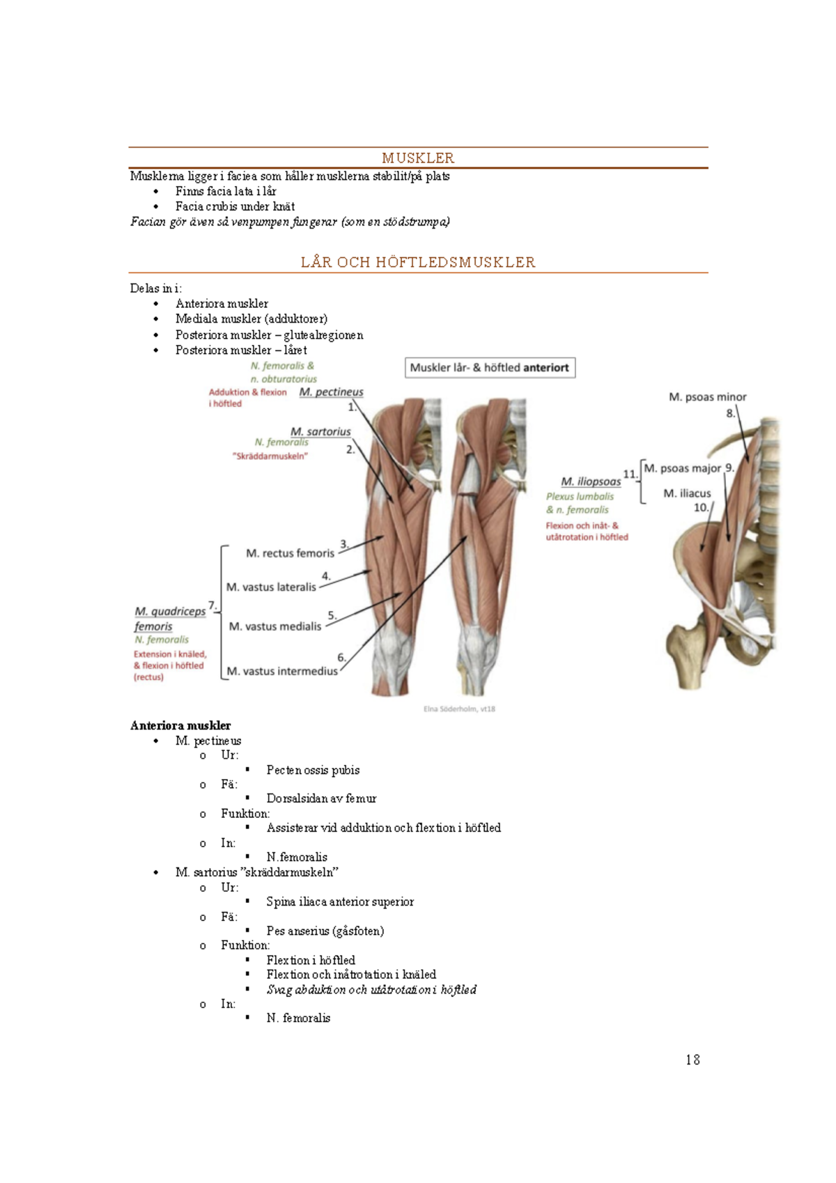 Ben muskler - framsida lår - MUSKLER Musklerna ligger i faciea som ...