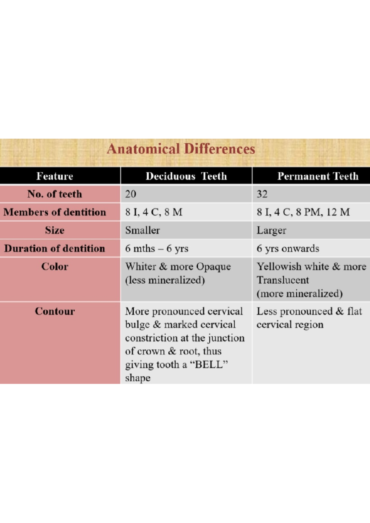 Difference between permanent and primary teeth or dentition - Bachelor of Dental Surgery - Studocu
