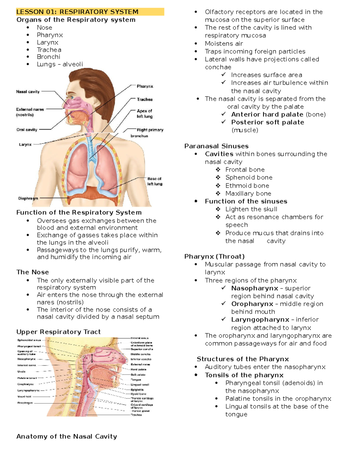 Anaphy Finals - Anatomy and Physiology - LESSON 01: RESPIRATORY SYSTEM ...