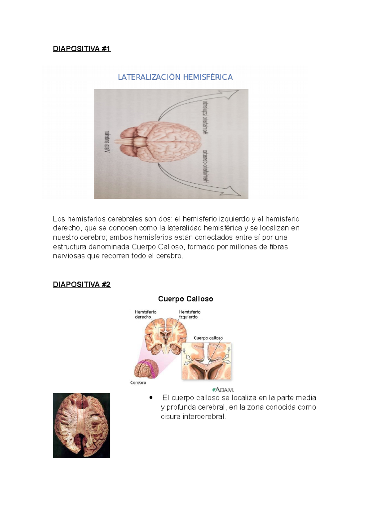 Lateralización Hemisferica - DIAPOSITIVA Los hemisferios cerebrales son ...