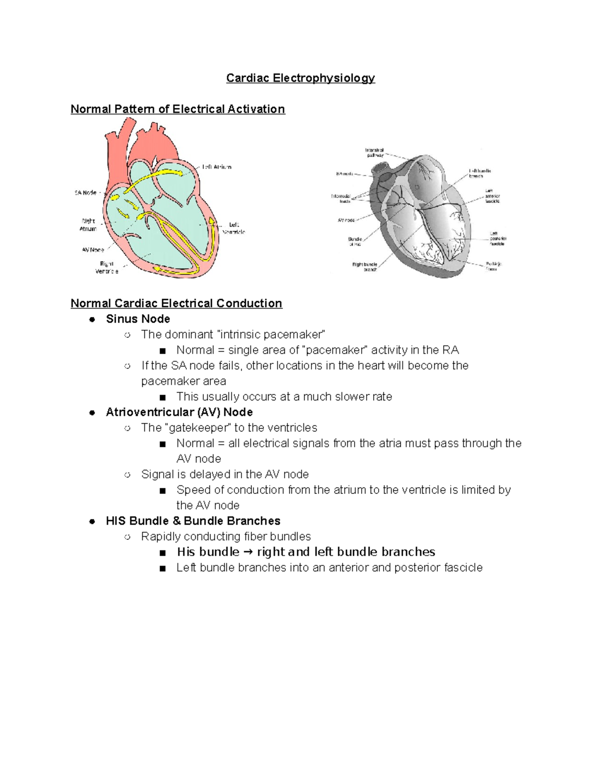 Cardiac Electrophysiology - Cardiac Electrophysiology Normal Pattern of ...