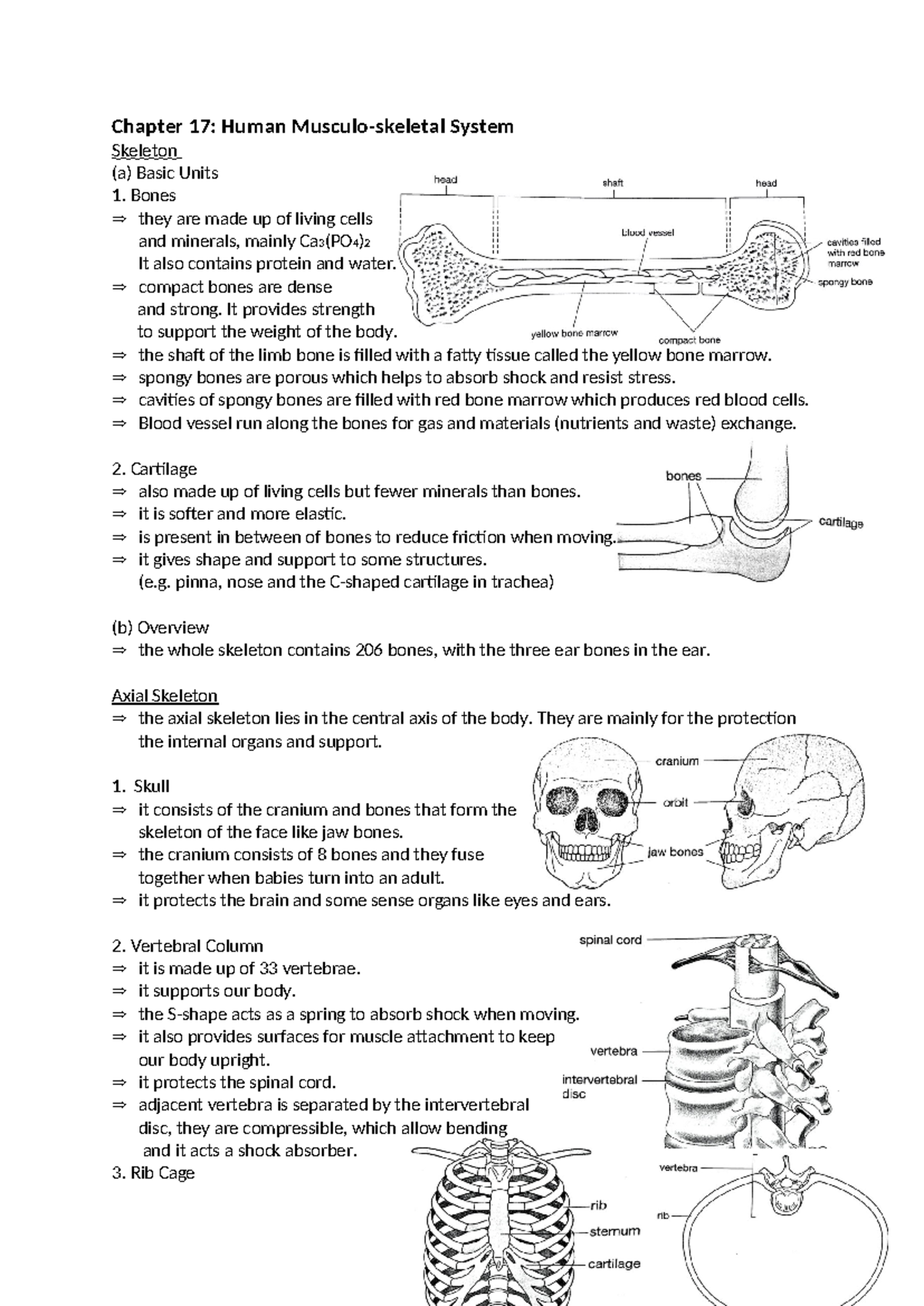 Chapter 17 - Biology~ - Chapter 17: Human Musculo-skeletal System ...