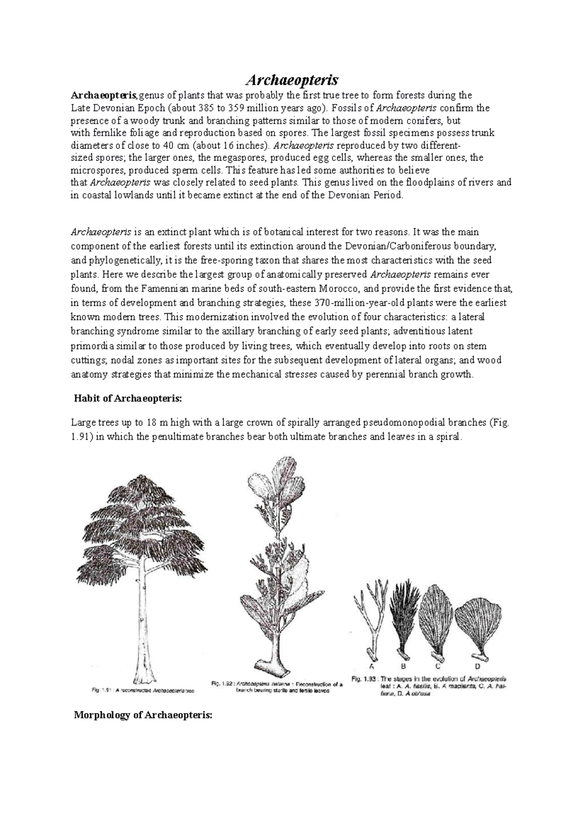 Archaeopteris fossil study - Archaeopteris Archaeopteris ,genus of ...