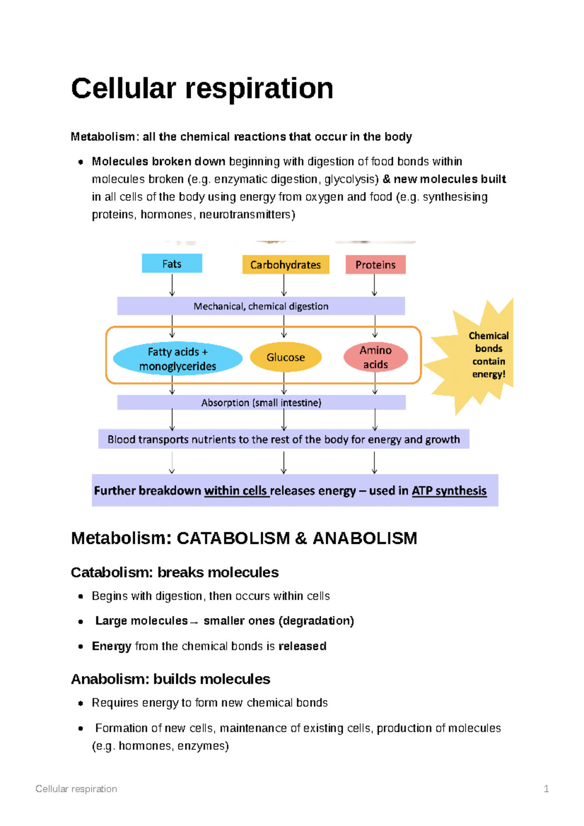 cellular respiration - Cellular respiration Metabolism: all the ...