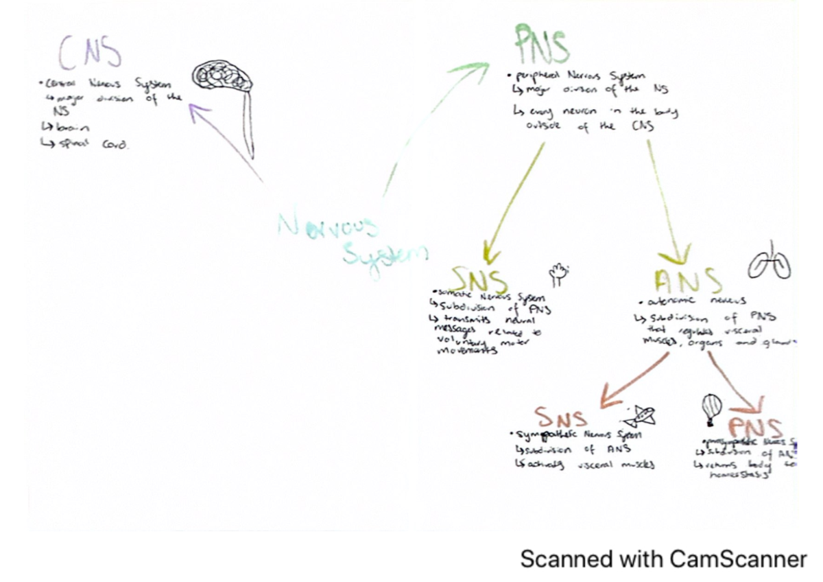 Mind maps for learning - CNS PNS careal likes System periphead Nerrors ...