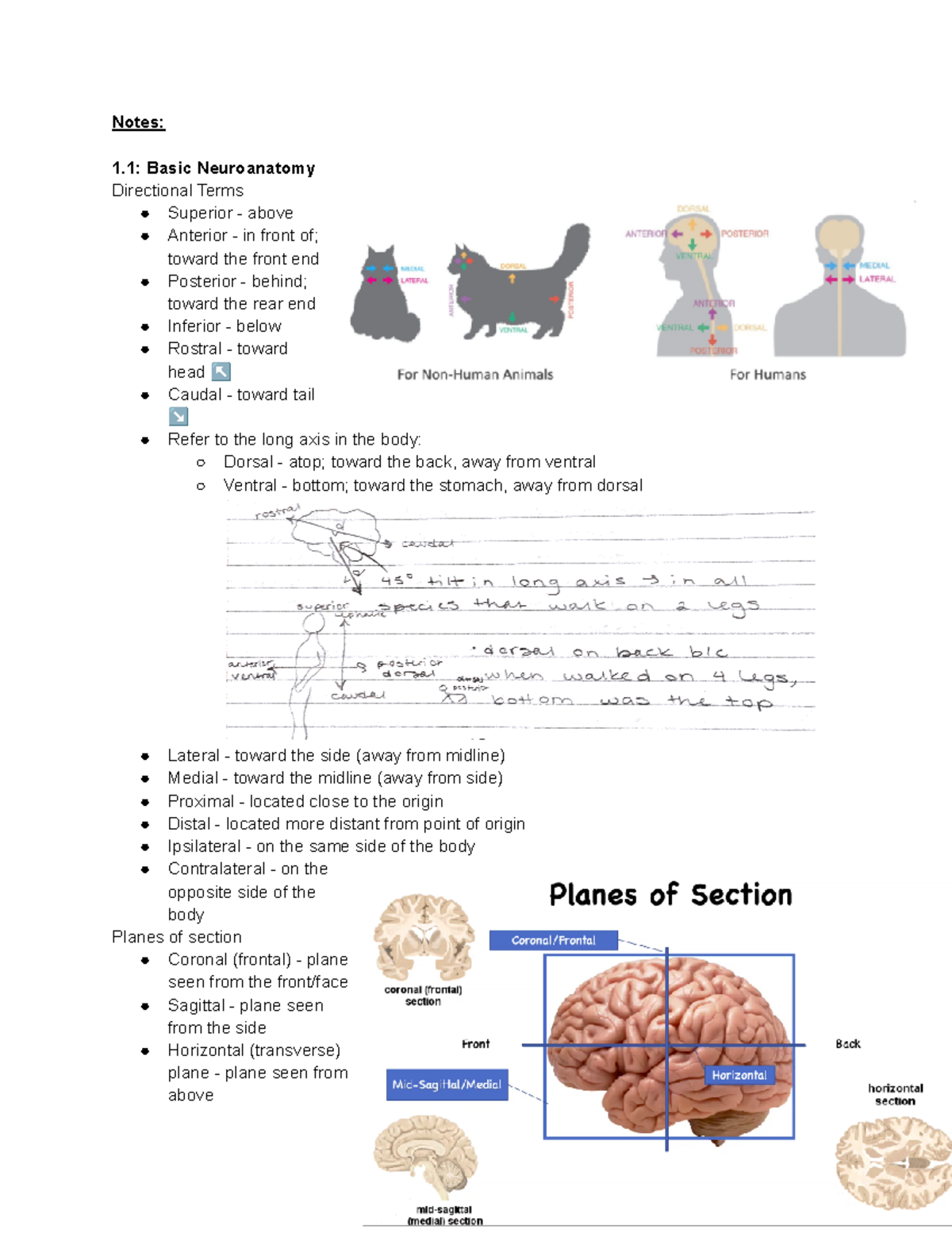 Psy 106 Midterm 1 Notes - Notes: 1: Basic Neuroanatomy Directional ...