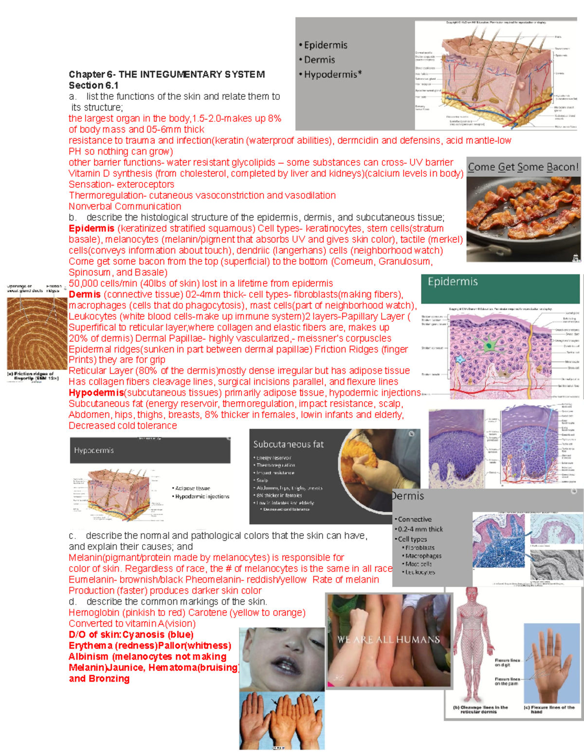chapter 6 Integumentary System - Chapter 6- THE INTEGUMENTARY SYSTEM ...