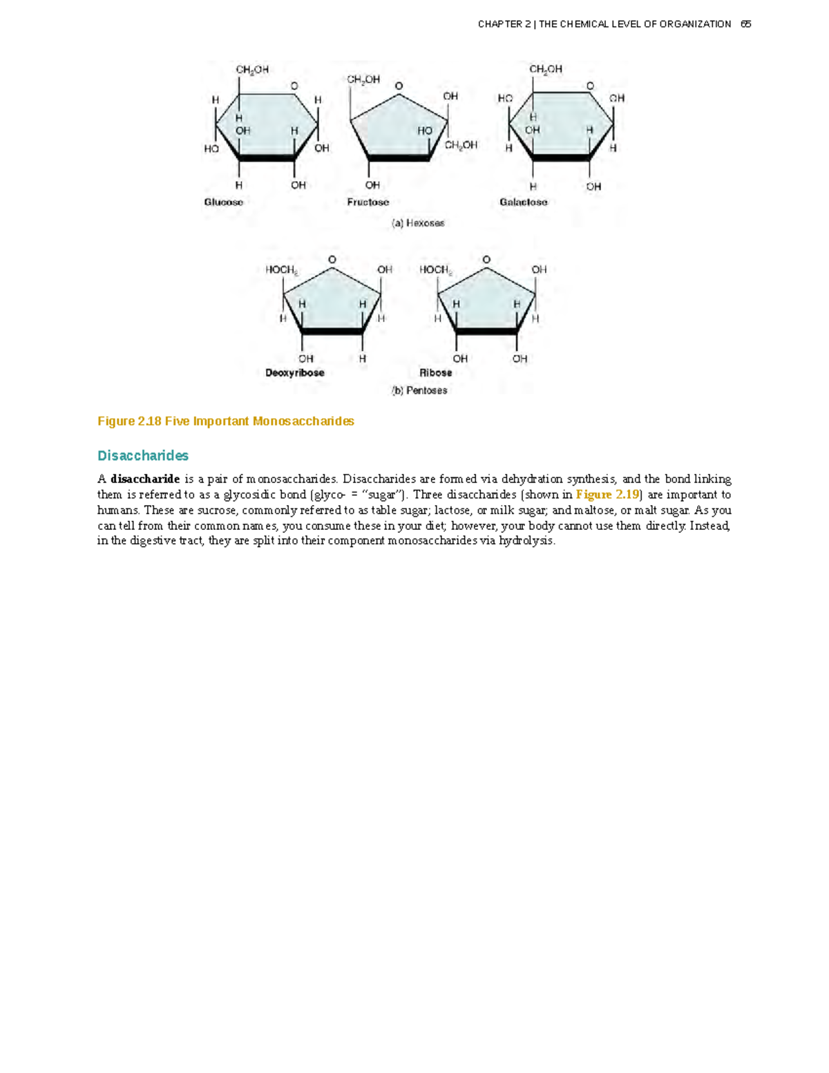 Anatomy-physiology-25 - Figure 2 Five Important Monosaccharides ...
