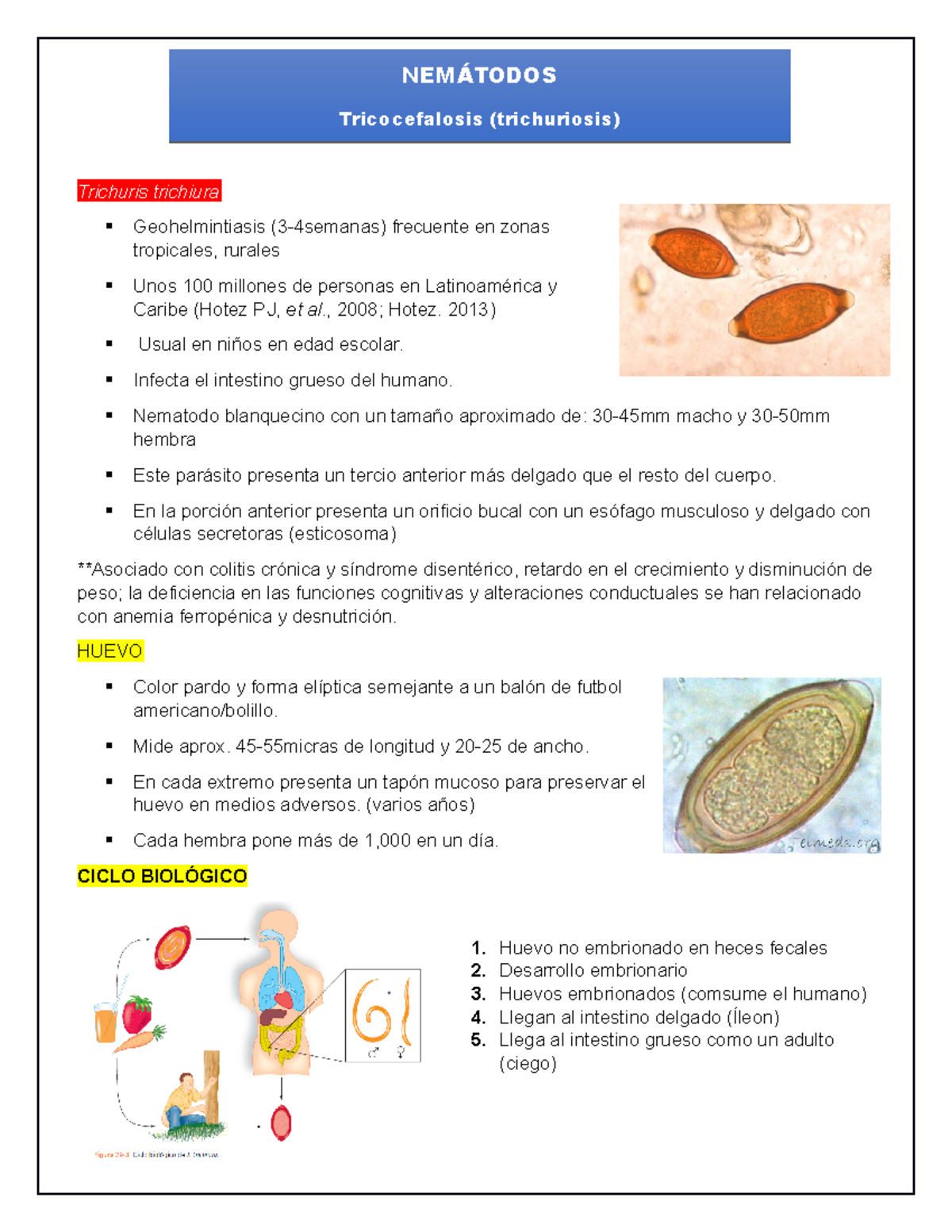 Trichuris trichiura - Características, clínica, diagnostico y ...