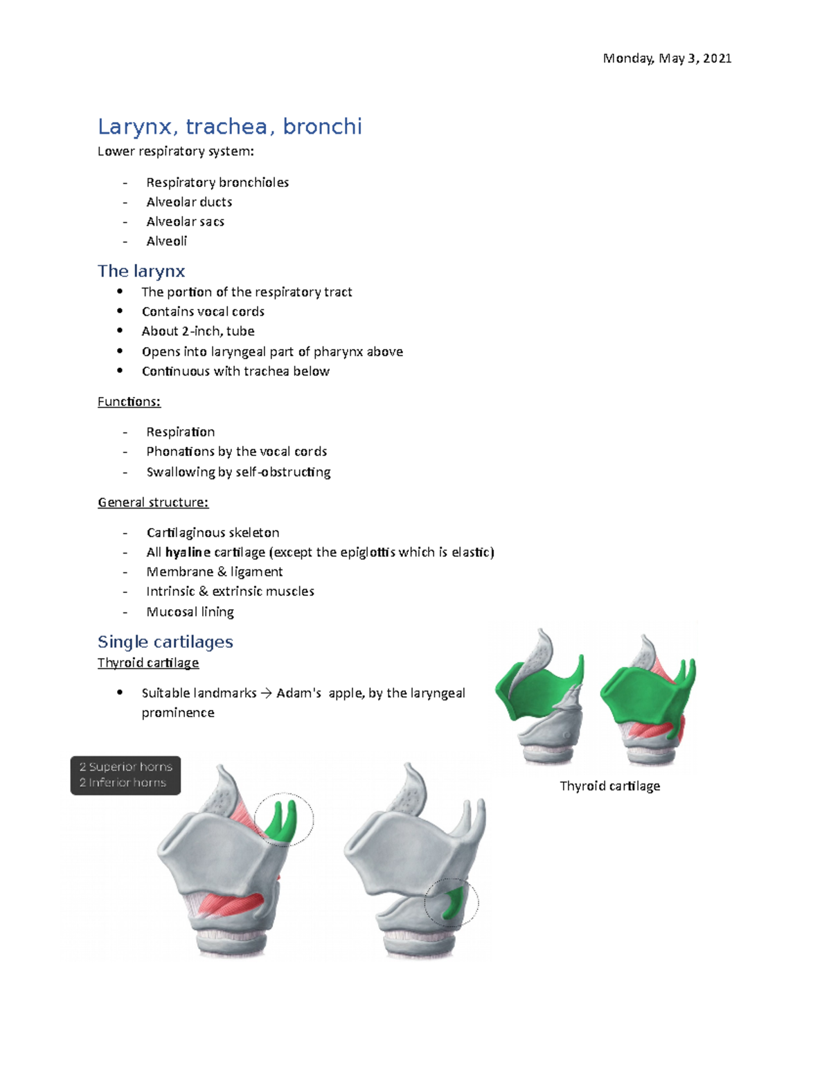 Larynx, trachea, bronchii - Gray's Anatomy for Students - Larynx ...