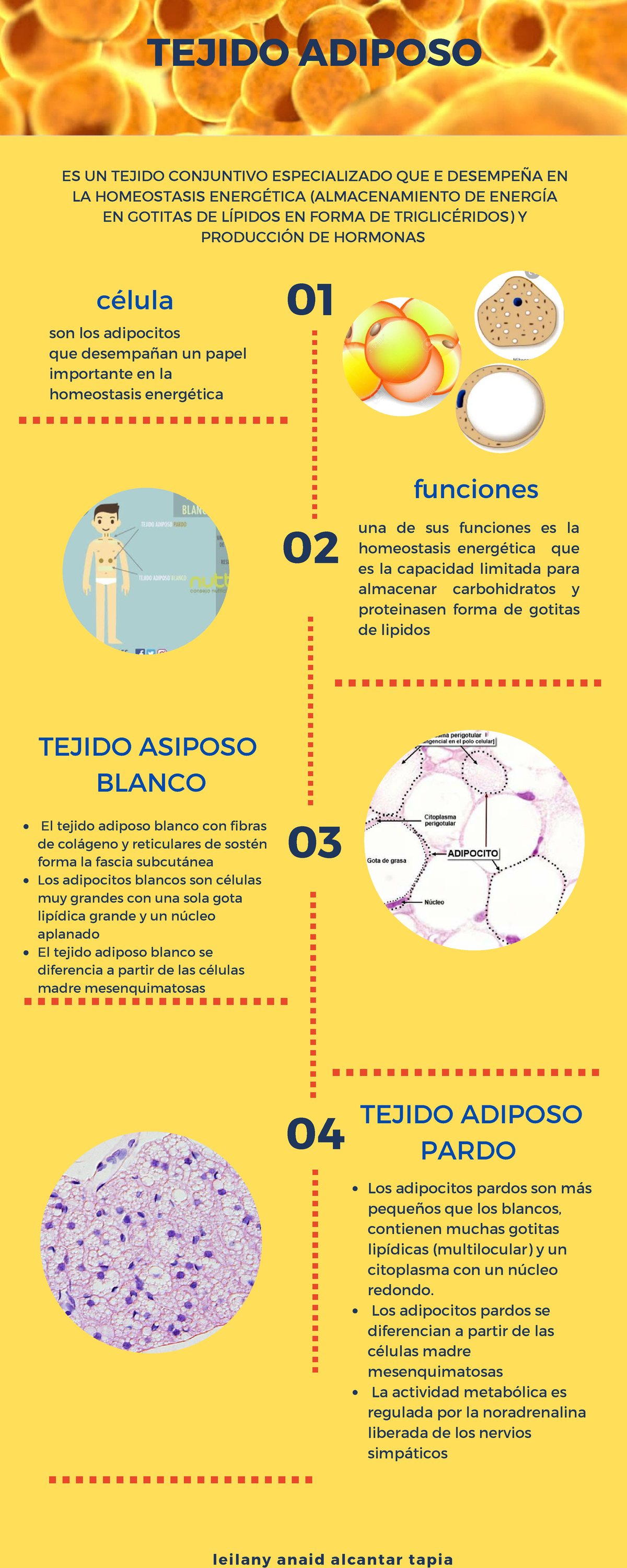 Tej adipiso - en un resumen del tejido adiposo, sus generalidades y ...