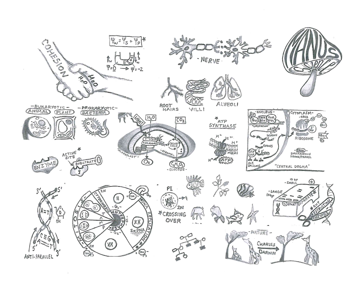2021APBio Review Units 1-8 Pencil Drawings - MATH 353 - Studocu