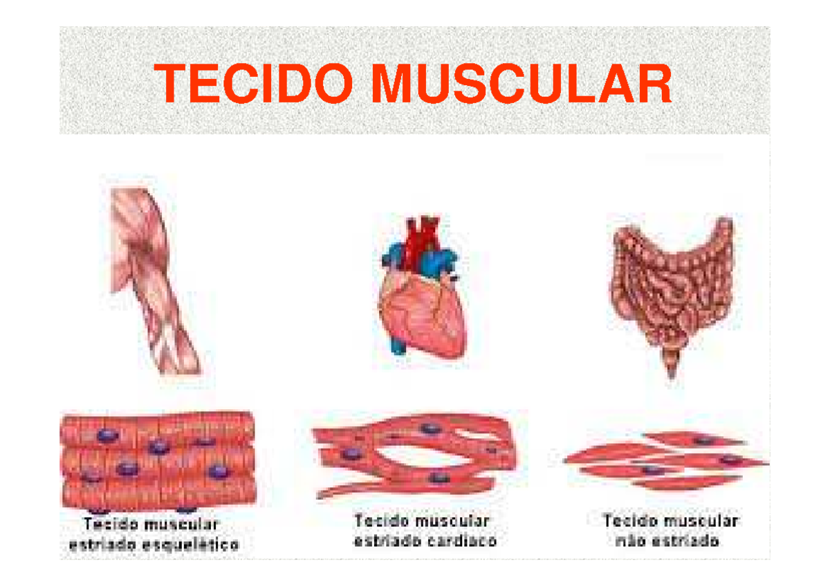 Histologia - Tecido Muscular -4 - TECIDO MUSCULAR ORIGEM DOS TECIDOS þ ...