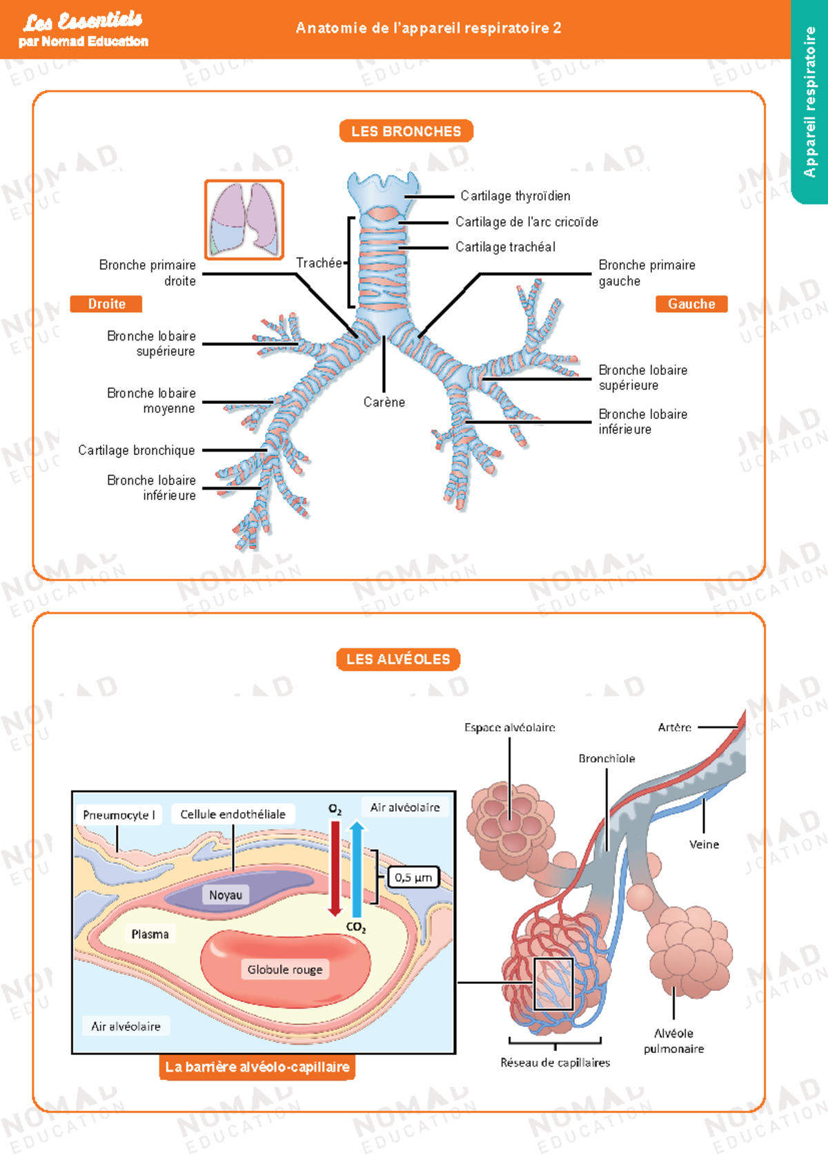 Anatomie DE Lappareil Respiratoire - 2 - Anatomie de l’appareil ...